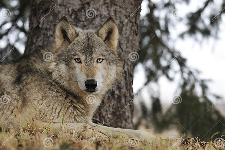 Timber Wolf Hangs Out Under Pine Tree Stock Image - Image of natural ...