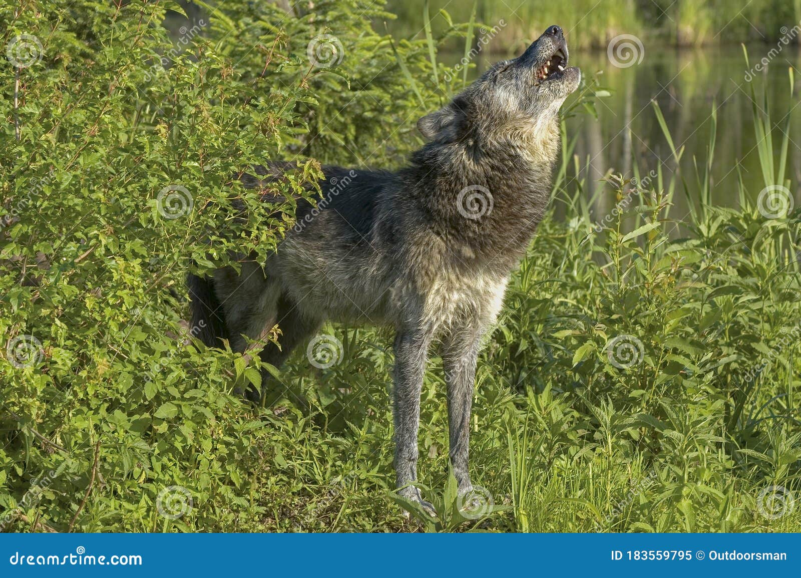 Timber wolf howling stock image. Image of timber, minnesota - 183559795