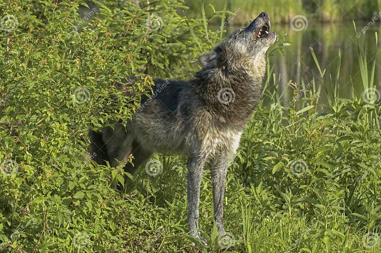 Timber wolf howling stock image. Image of timber, minnesota - 183559795