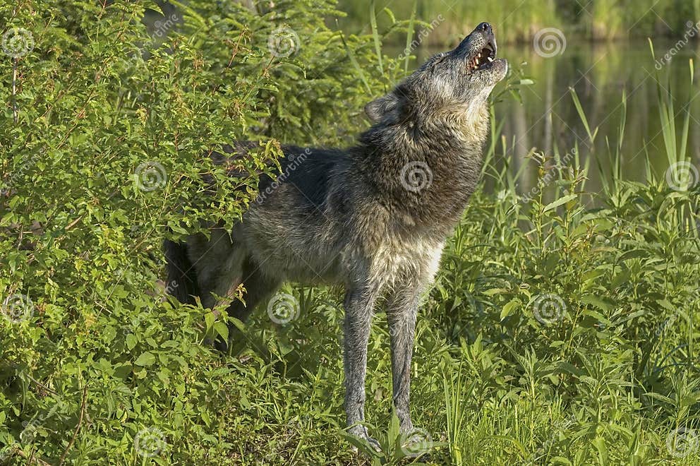 Timber wolf howling stock image. Image of timber, minnesota - 183559795