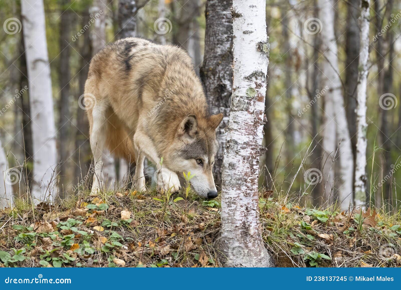 Timber Wolf on the Hunt for Prey Stock Image - Image of crushing ...