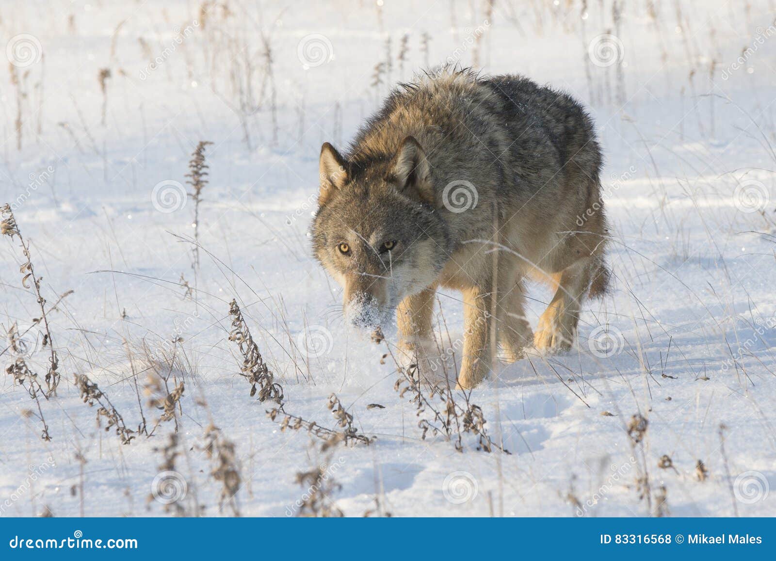 Timber wolf on hunt stock photo. Image of carnivore, nature - 83316568