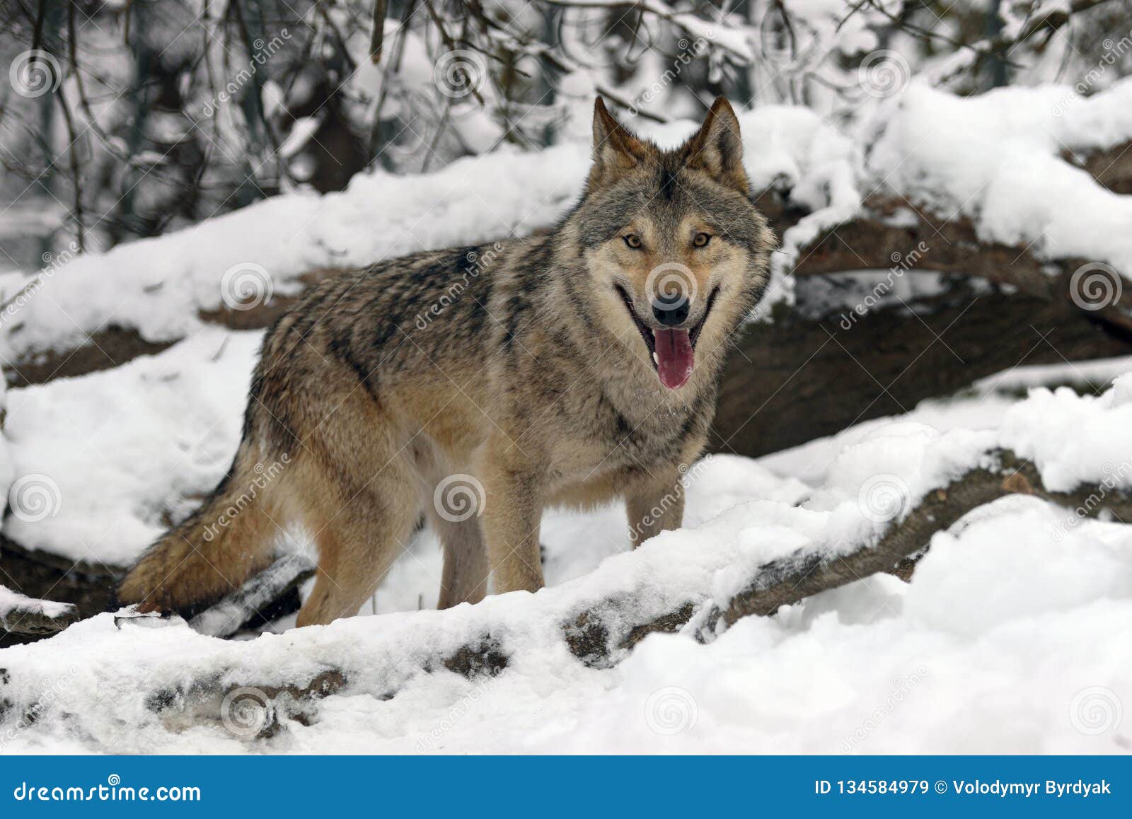 Timber Wolf Hunting in the Forest Stock Image - Image of grey, lupus ...