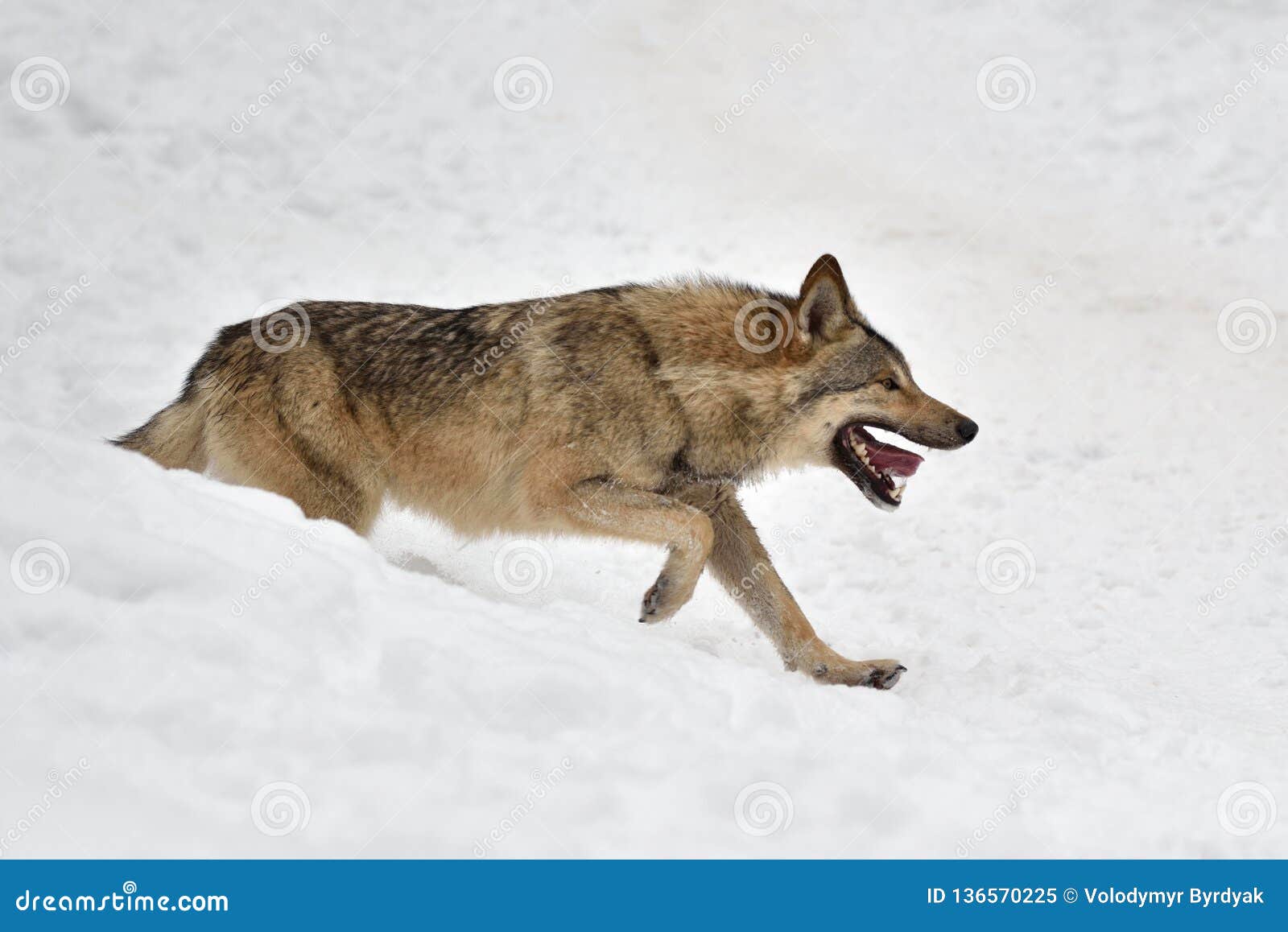 Timber Wolf Hunting in the Forest Stock Image - Image of forest, north ...