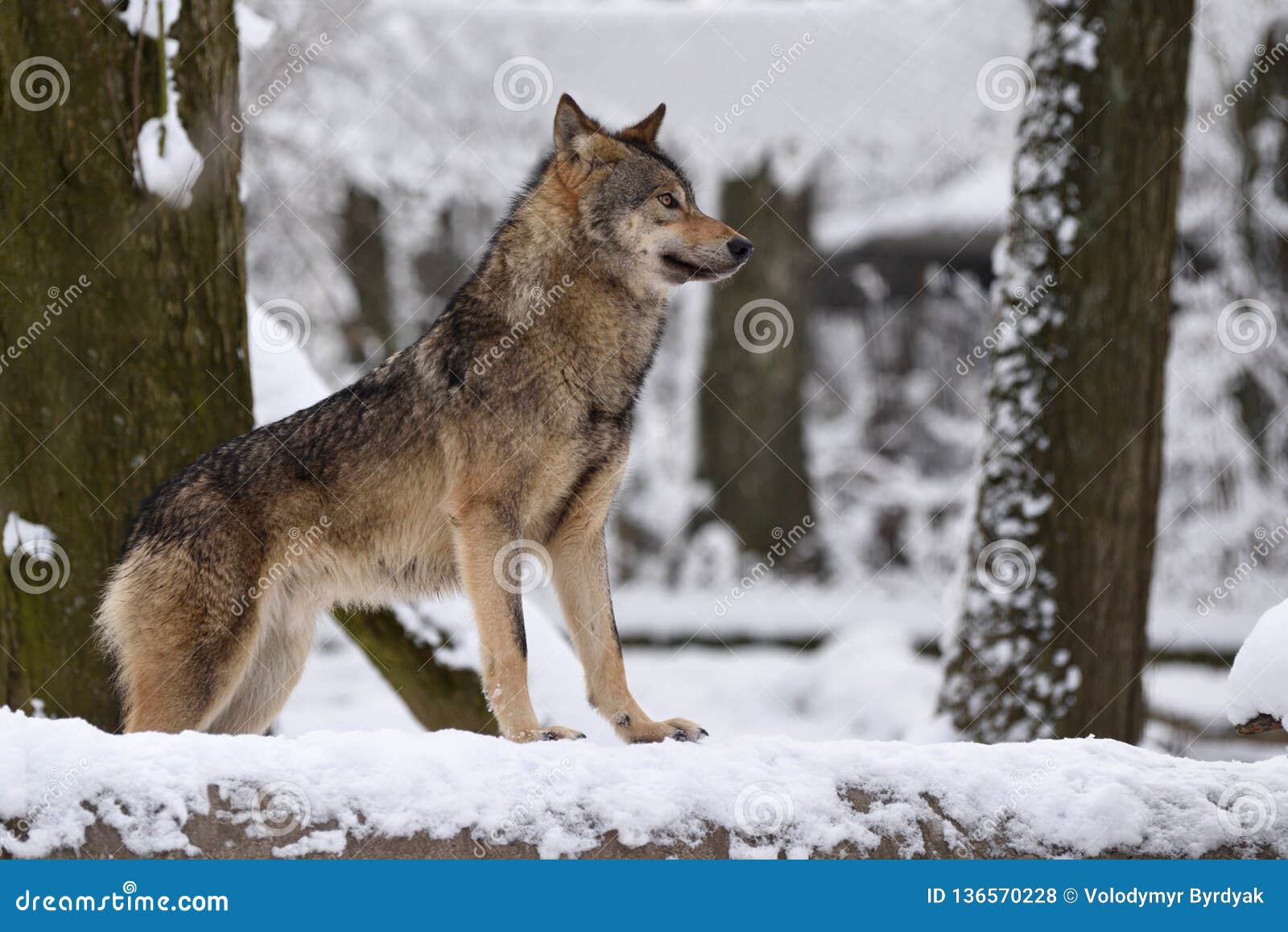 Timber Wolf Hunting in the Forest Stock Photo - Image of frost, looking ...