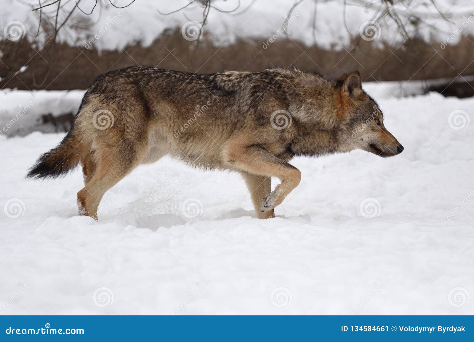 Timber Wolf Hunting in the Forest Stock Image - Image of close, outside ...