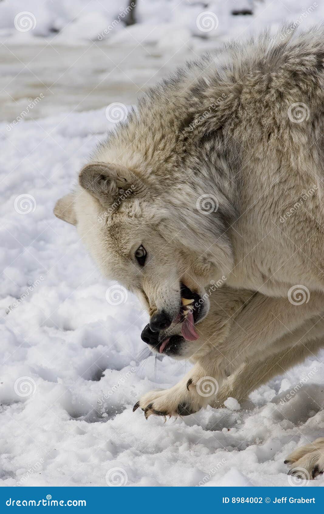 Timber Wolf II stock photo. Image of lupus, submissive - 8984002