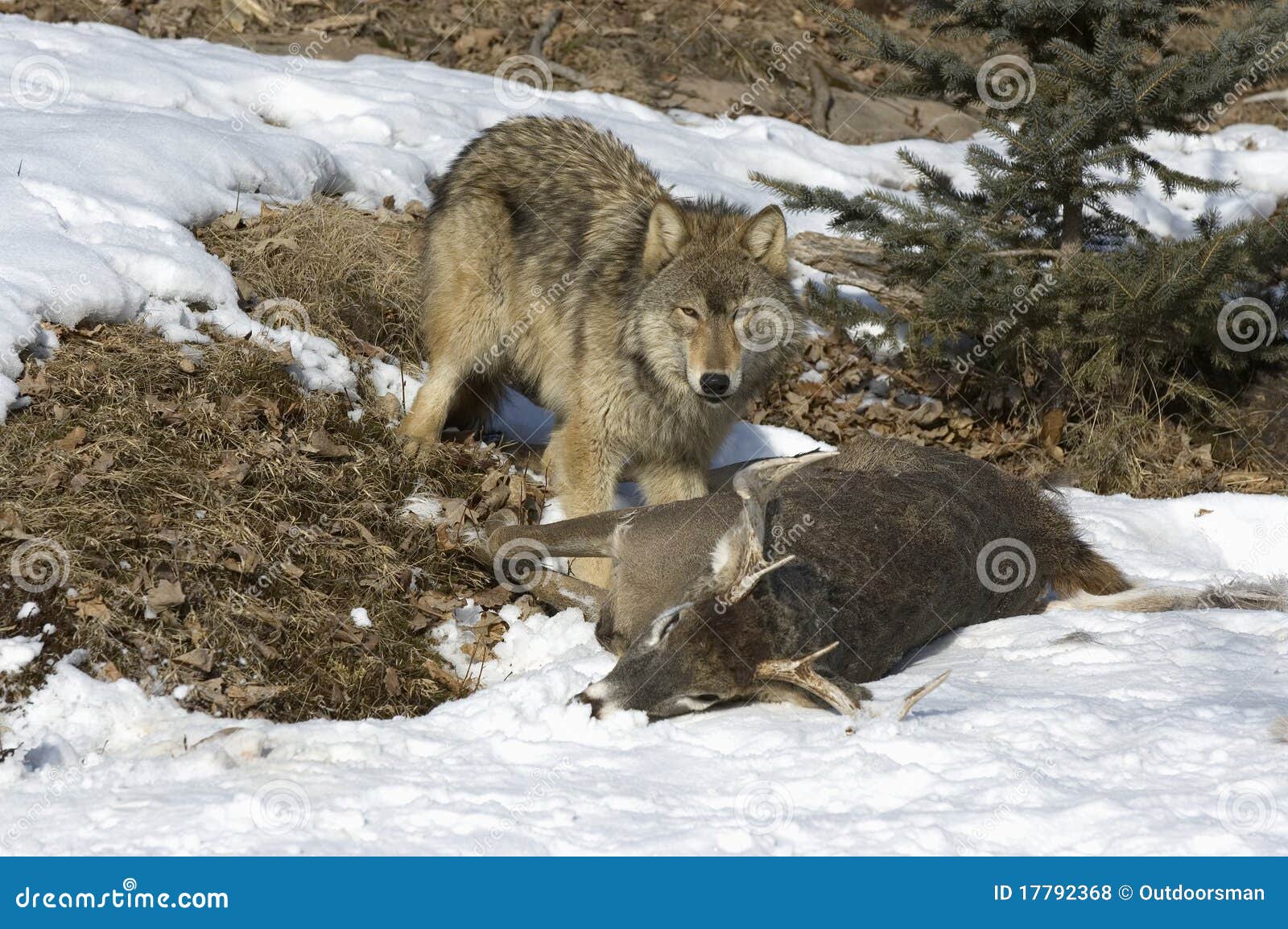 Timber wolf with kill stock photo. Image of winter, gray - 17792368
