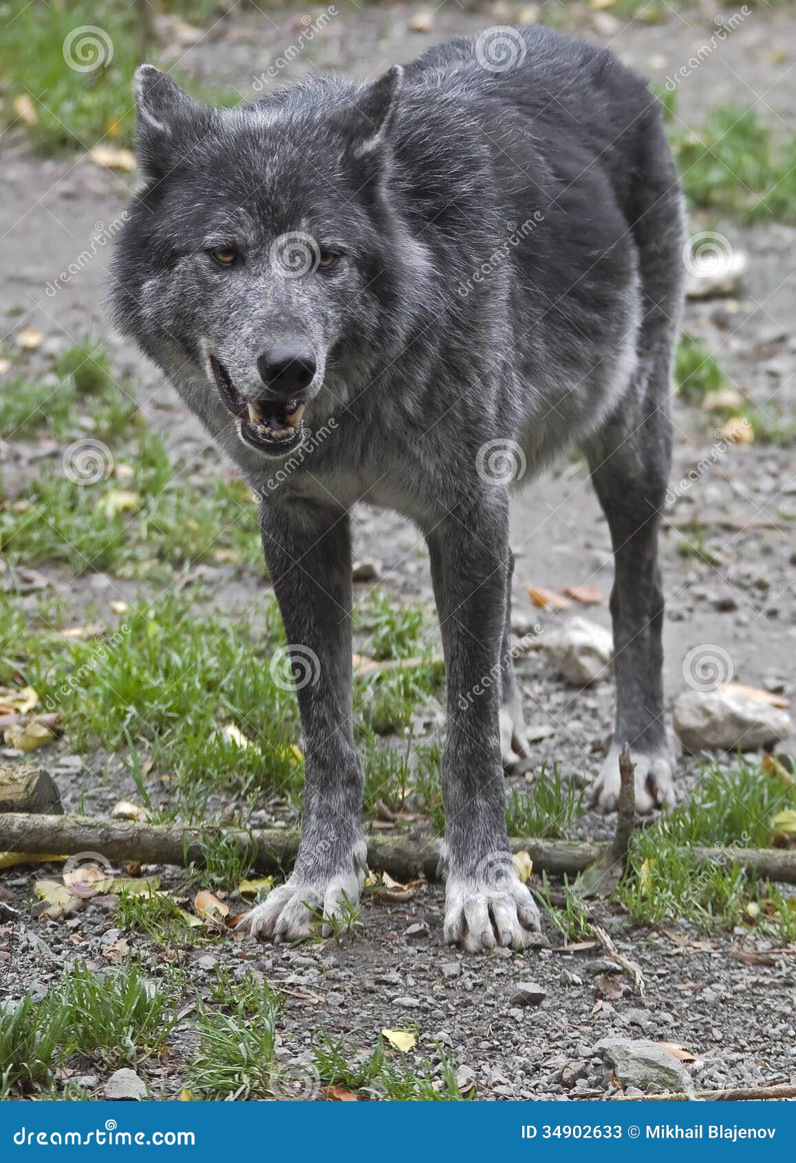 Timber wolf 1 stock image. Image of zoology, canada, wolf - 34902633