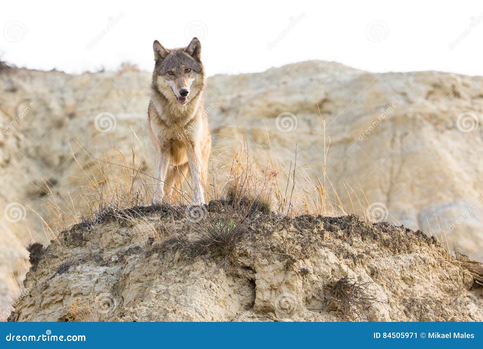 Timber Wolf Looking Over Ridge Stock Image - Image of hunter, timber ...