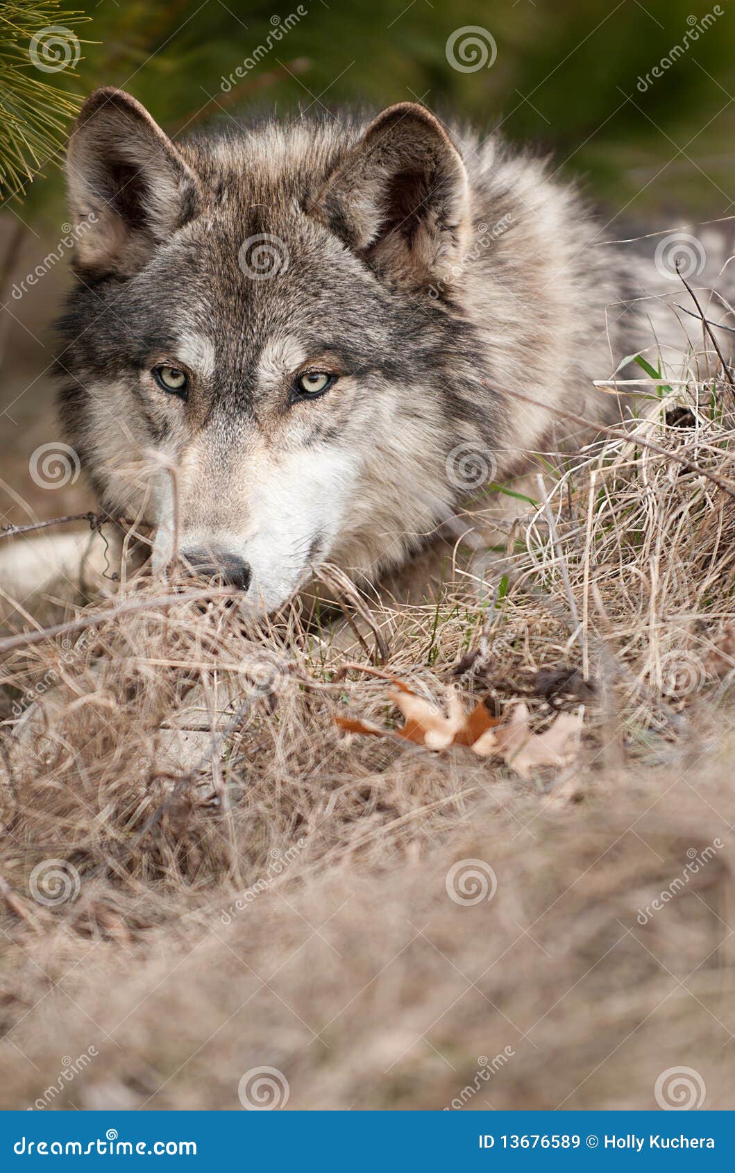 Timber Wolf Looks from Behind Grasses Stock Image - Image of vertical ...