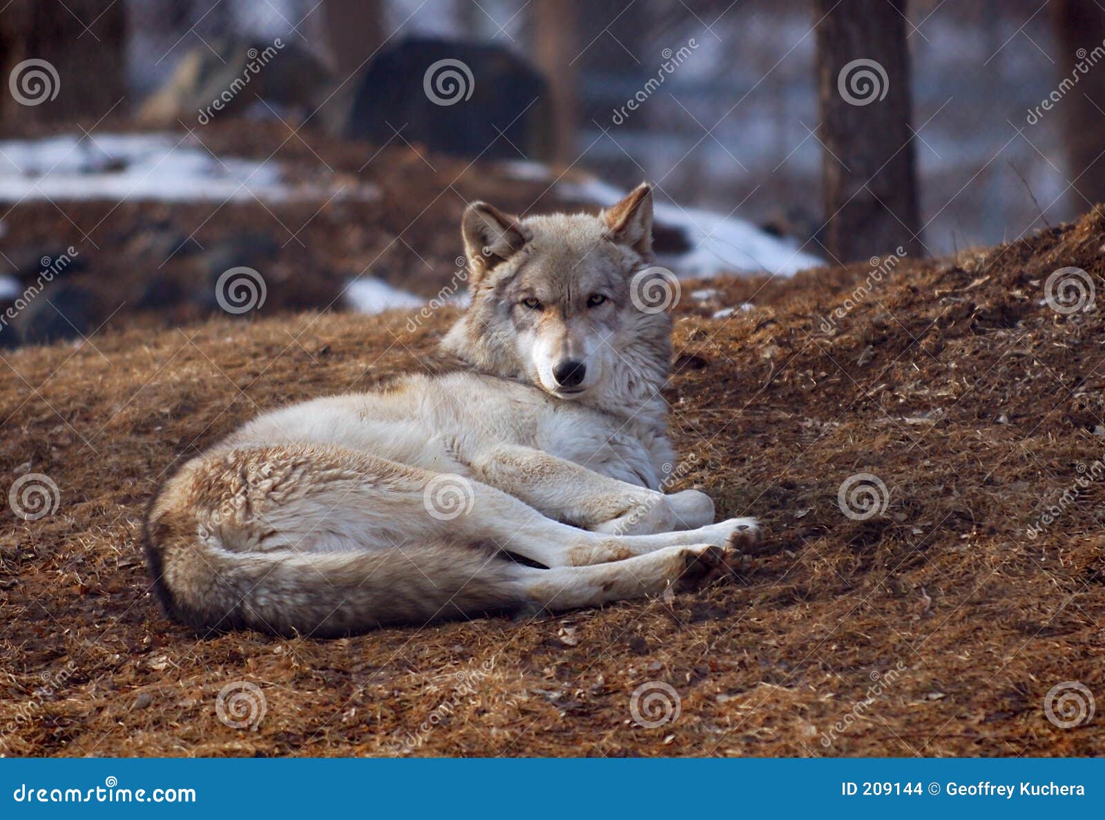 Timber Wolf lying down stock photo. Image of stare, timber - 209144