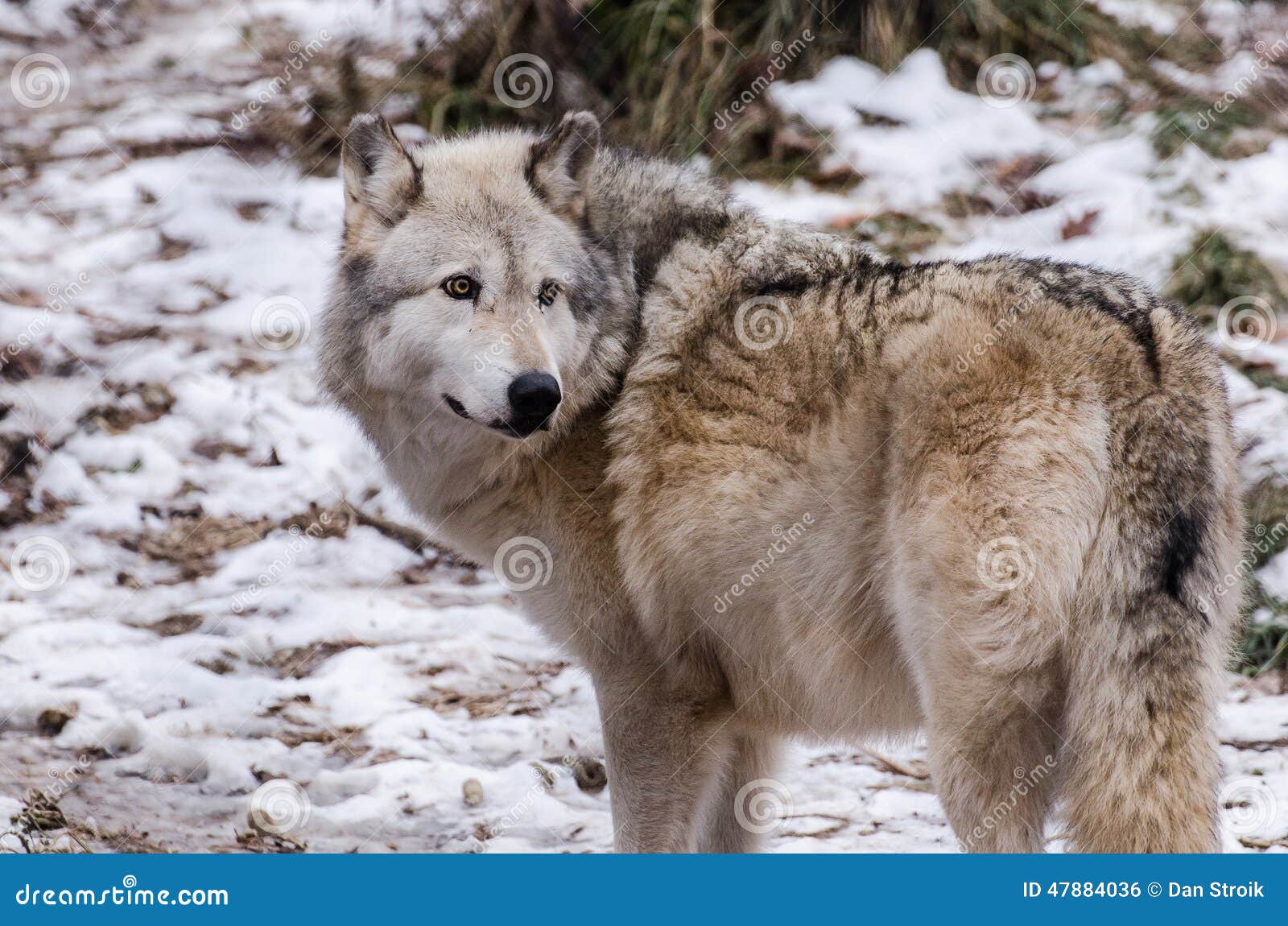 Timber wolf stock photo. Image of wolf, pack, wildlife - 47884036