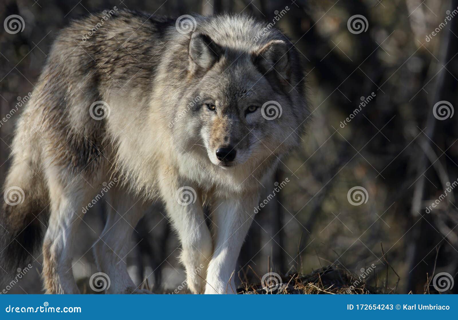 Timber Wolf in Nature during Winter Stock Image - Image of beauty, gray ...
