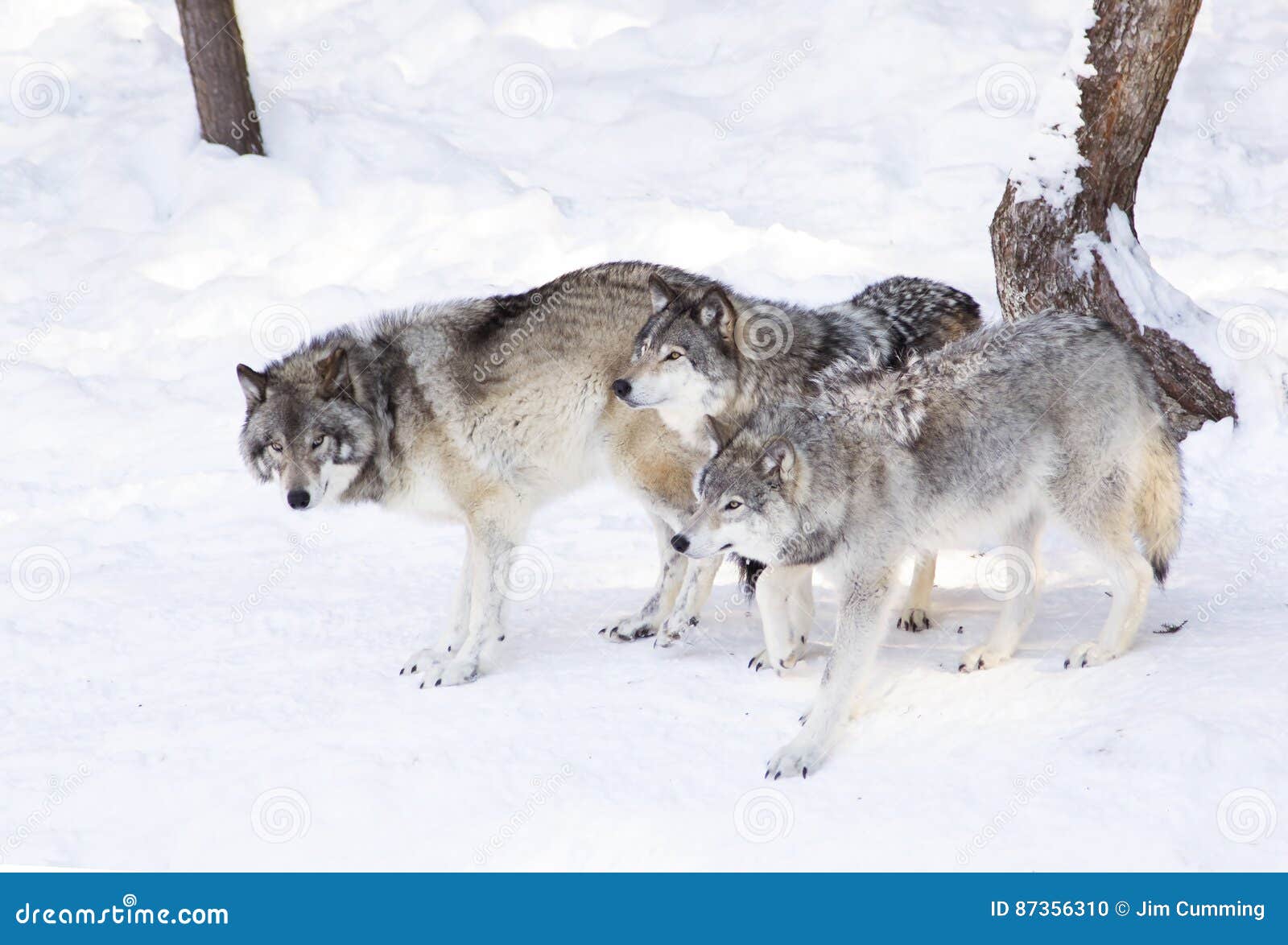 Some Timber Wolves Or Grey Wolves Canis Lupus, Isolated On White ...
