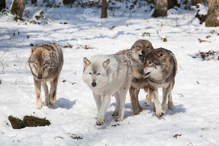 Timber Wolf Pack in Winter Forest Stock Photo - Image of females, lupus ...