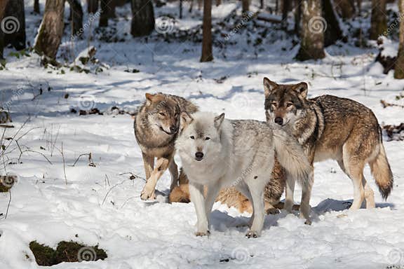 Timber Wolf Pack in Winter Forest Stock Photo - Image of animal, timber ...