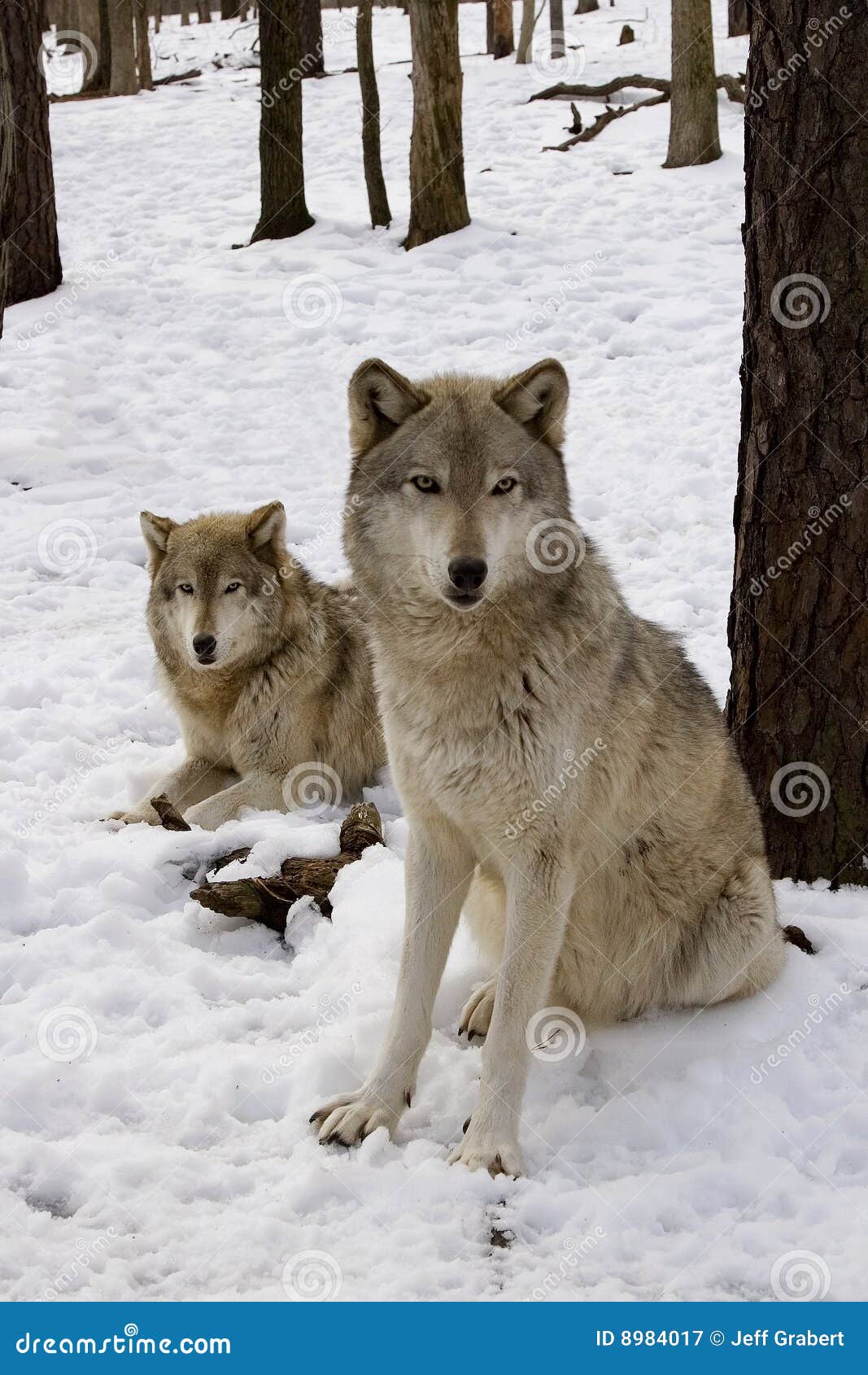 Timber Wolf Pair stock image. Image of snow, lycaon, canis - 8984017