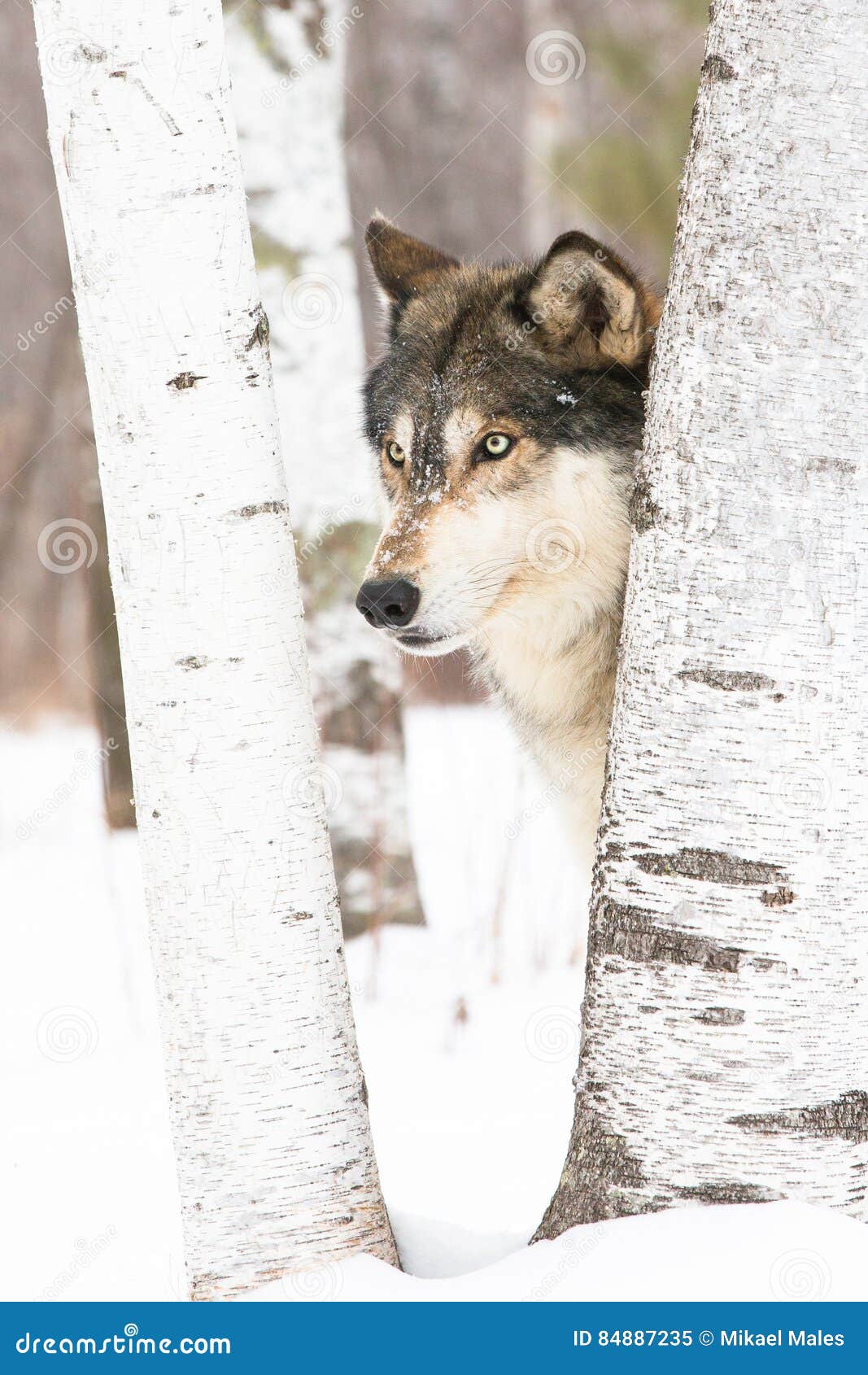 Wolf Side Profile Stock Image | CartoonDealer.com #185959015