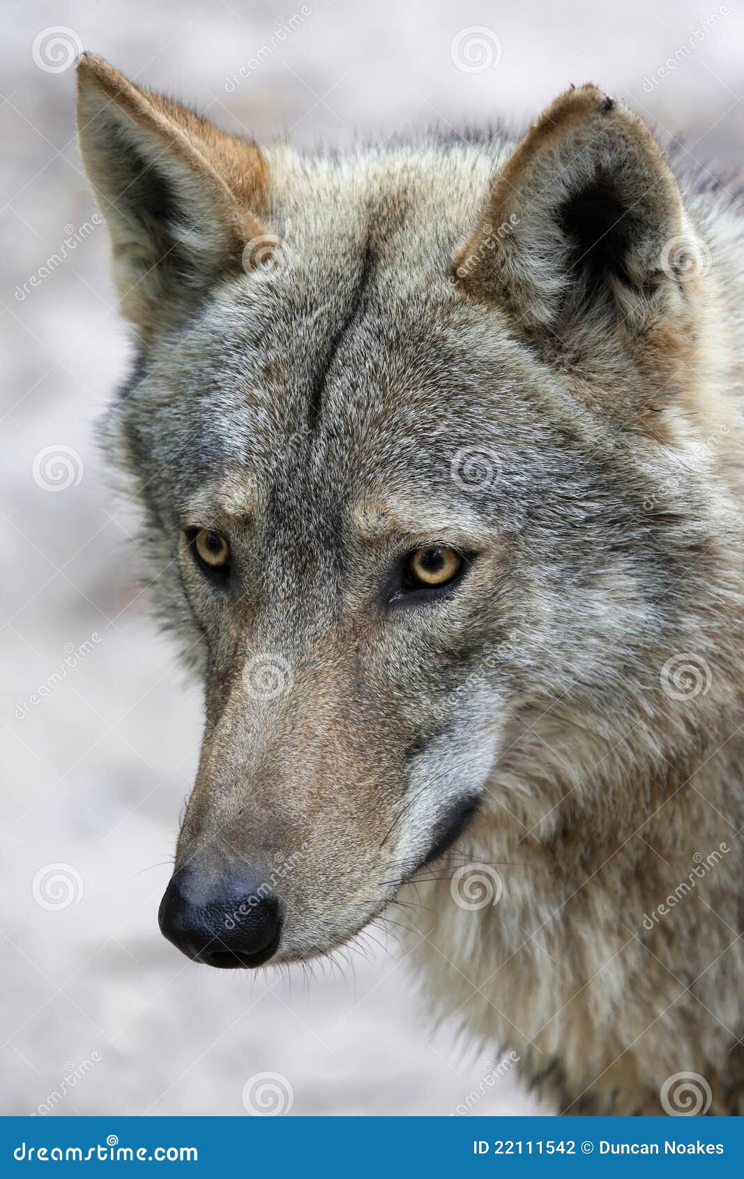 Timber Wolf Portrait stock photo. Image of animal, gray - 22111542