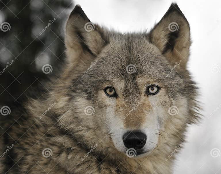 Timber Wolf Portrait stock photo. Image of canis, carnivore - 9065736
