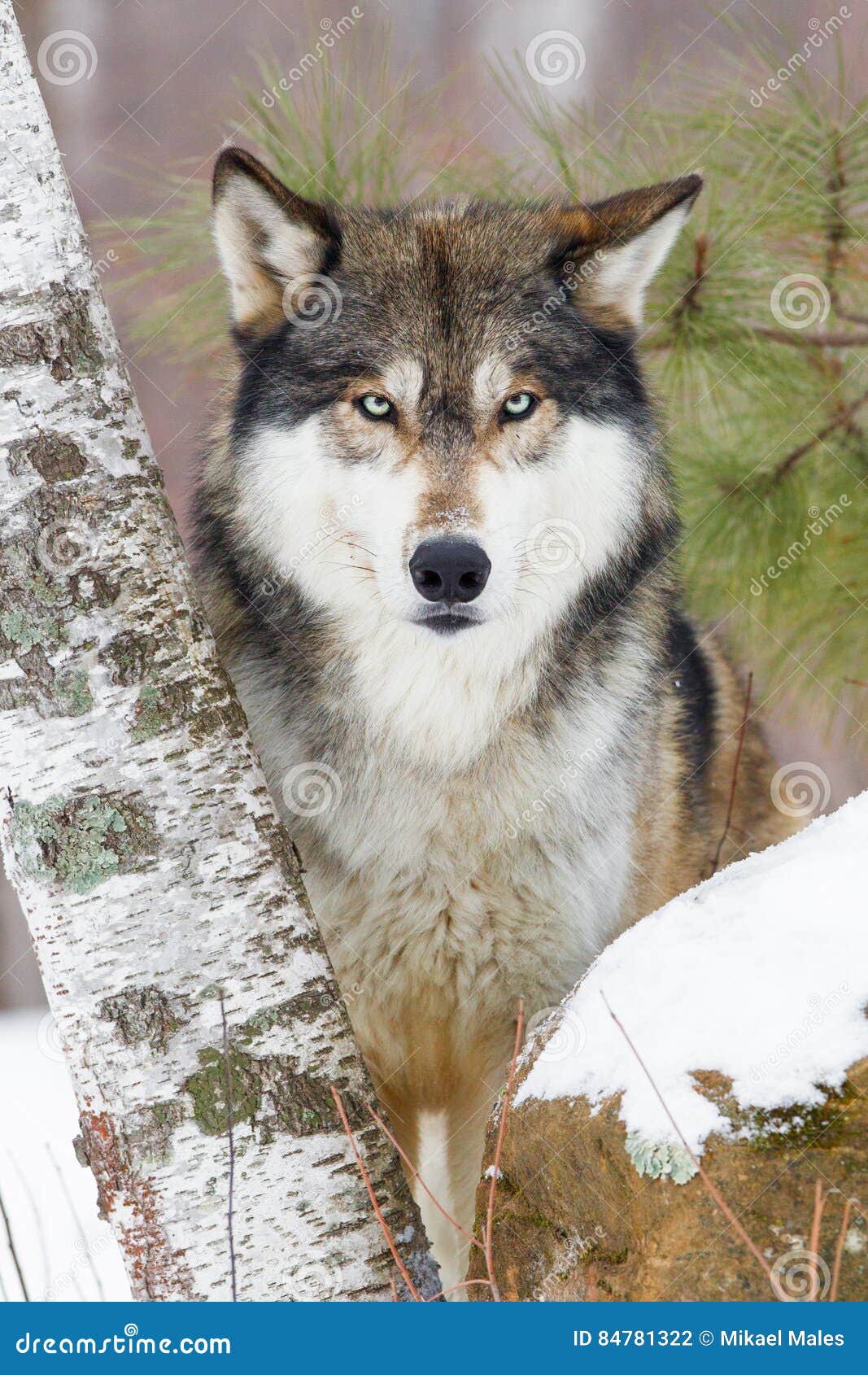 Timber Wolf Growling III Royalty-Free Stock Image | CartoonDealer.com ...