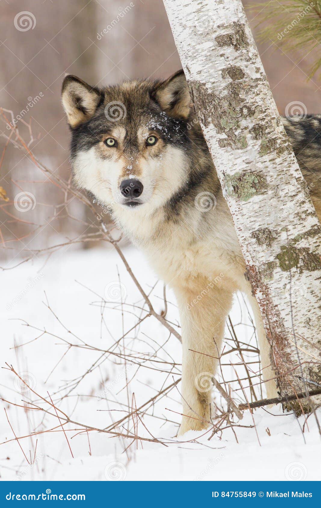 Timber wolf portrait stock image. Image of majestic, danger - 84755849