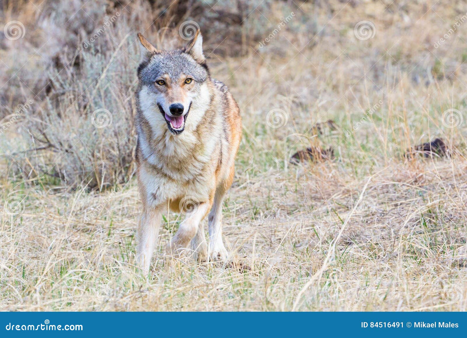 Timber Wolf in Prairie Grass Stock Image - Image of lupus, prairie ...