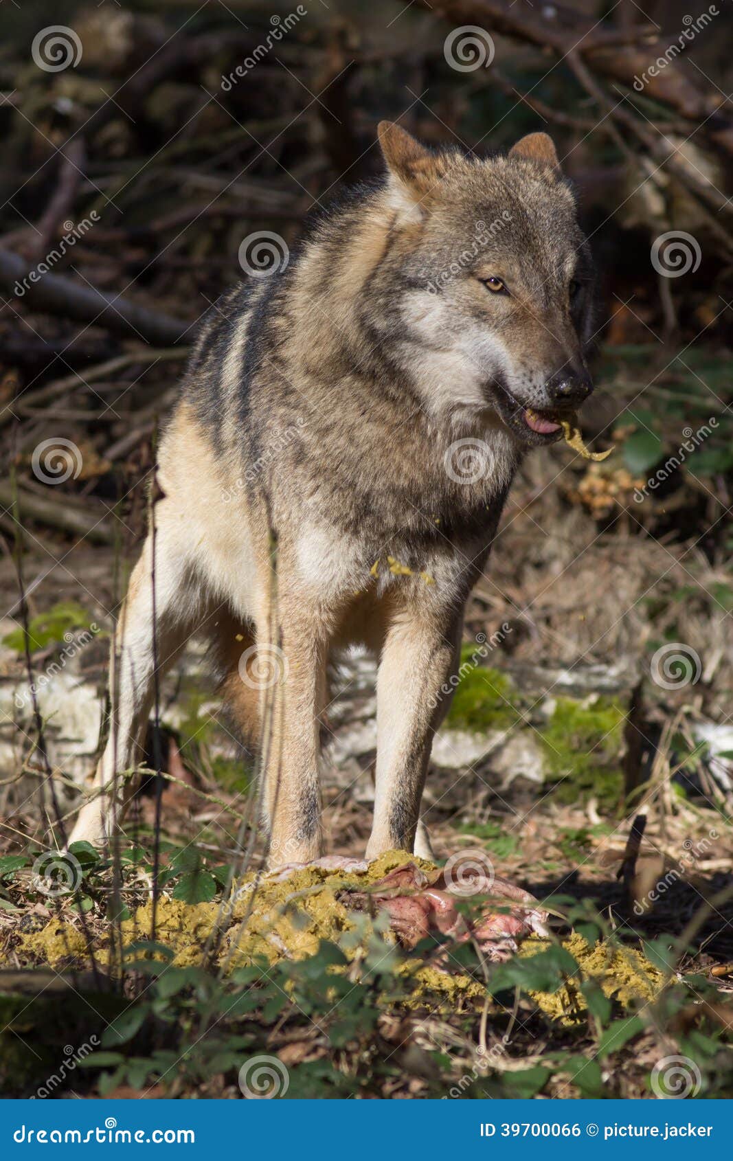 Timber wolf with prey stock photo. Image of nature, furry - 39700066