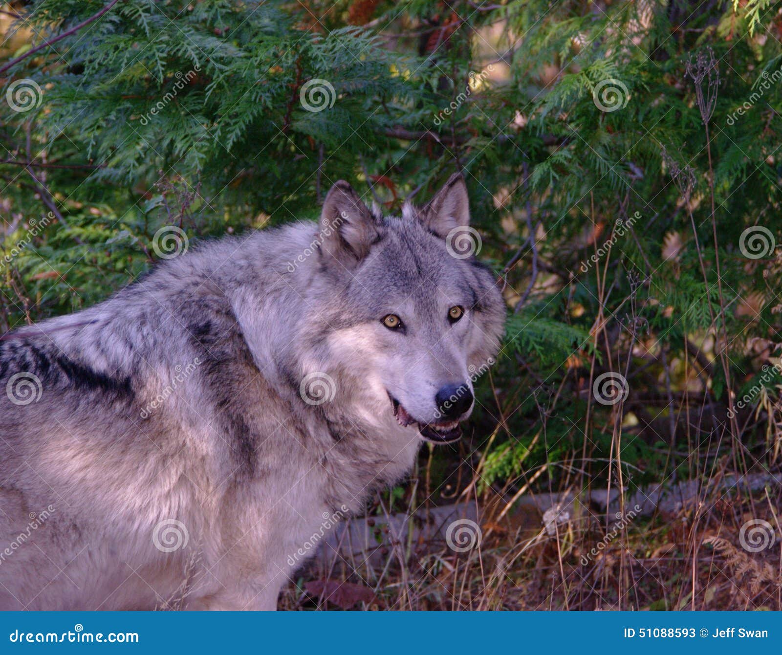 Timber Wolf stock image. Image of warm, creatures, legged - 51088593