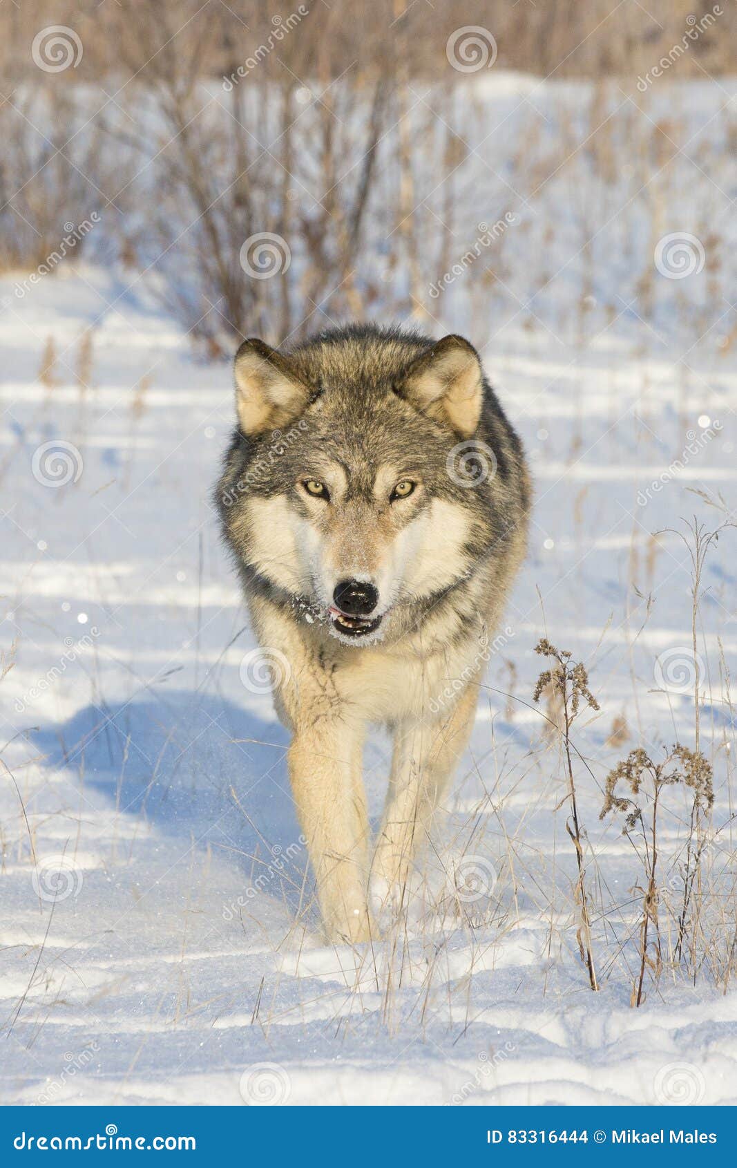 Timber wolf on prowl stock photo. Image of grey, fighting - 83316444