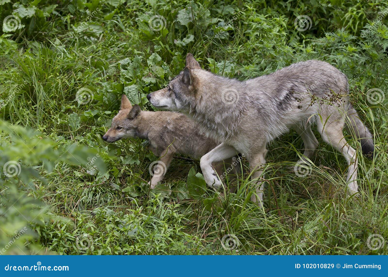 A Lone Timber Wolf or Grey Wolf and Pup (Canis Lupus) in Summer in ...
