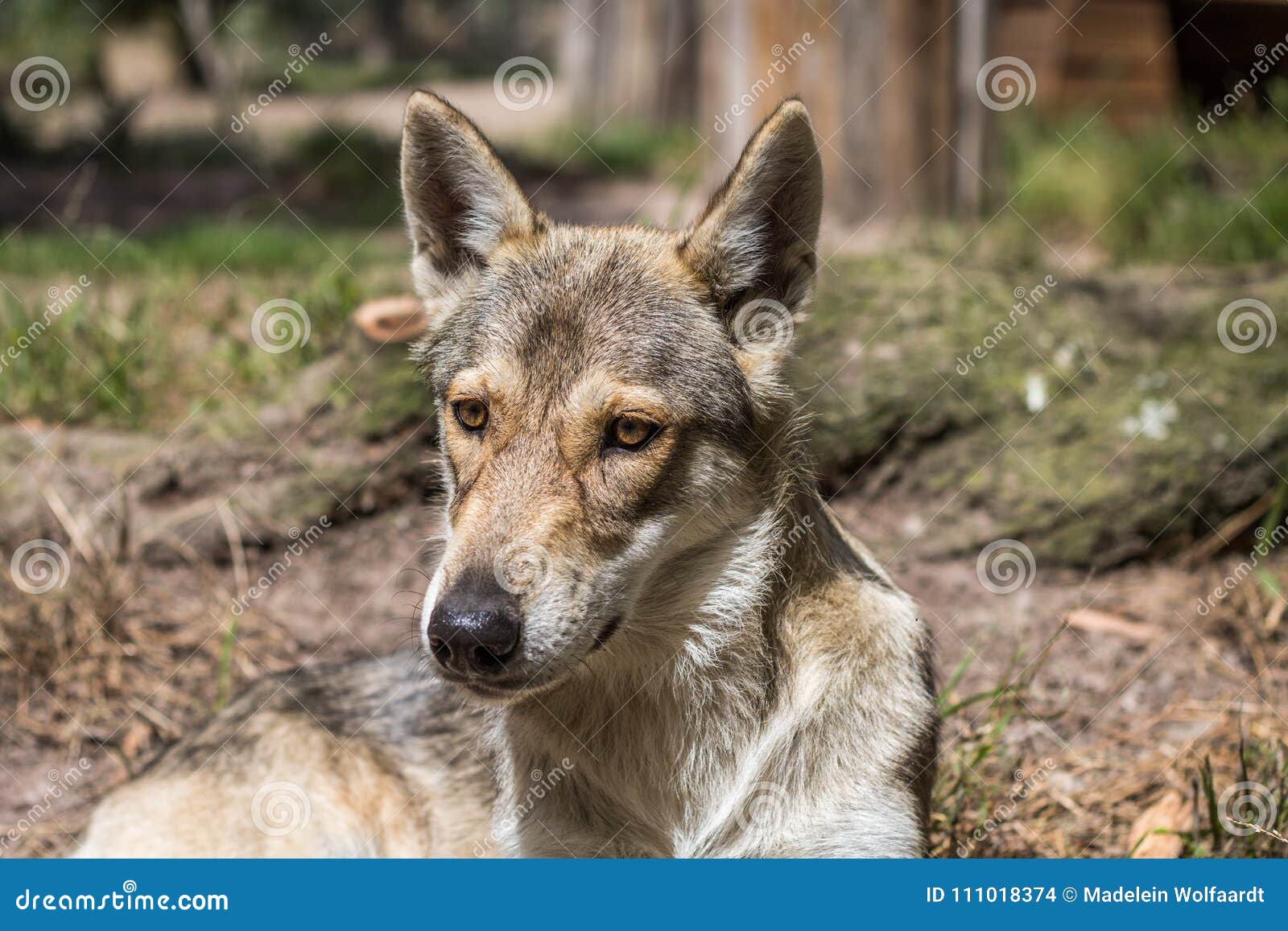 Timber Wolf Pup Laying on the Ground Looking Stock Photo - Image of ...