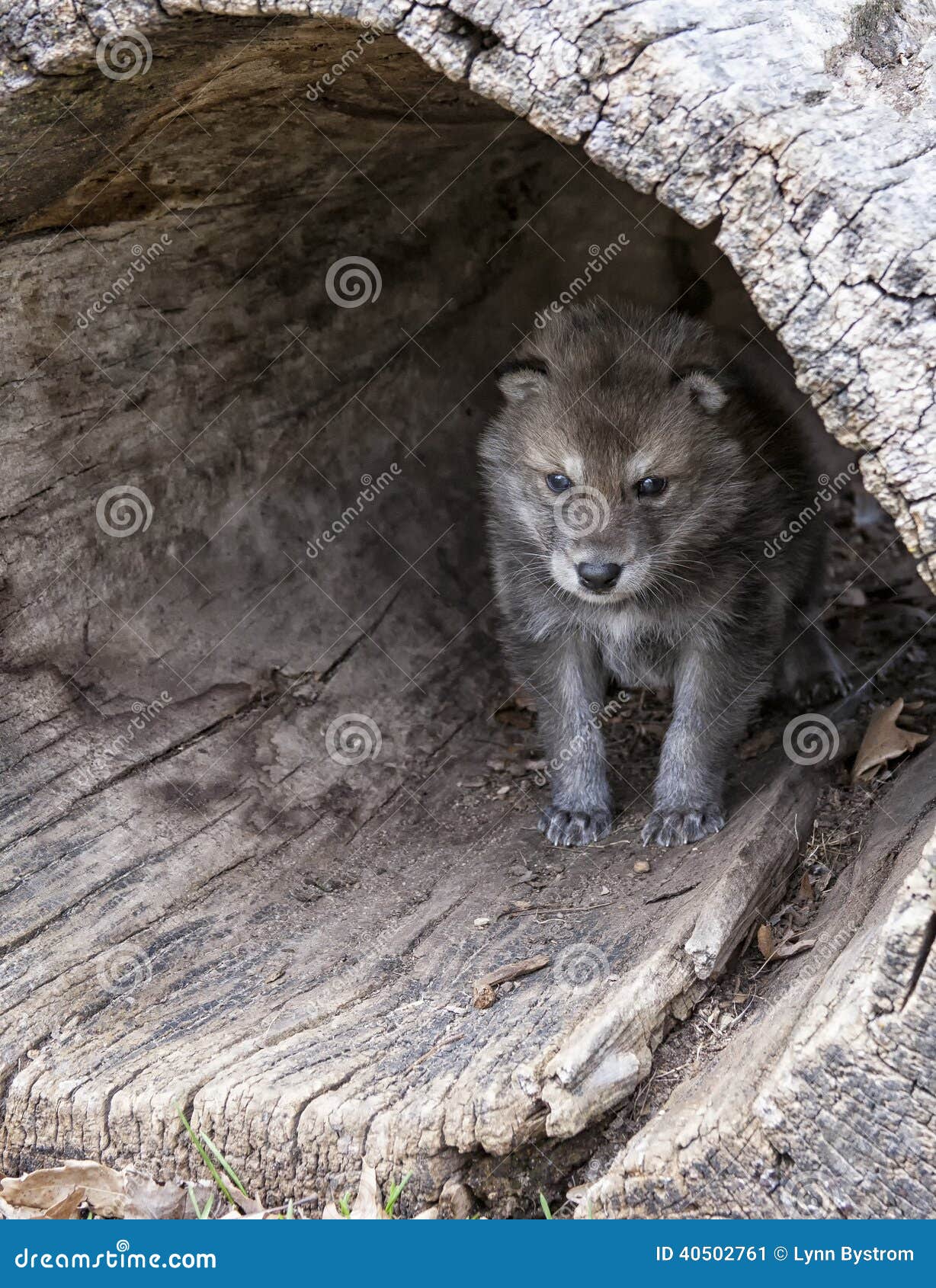 Newborn Gray Wolf Pups