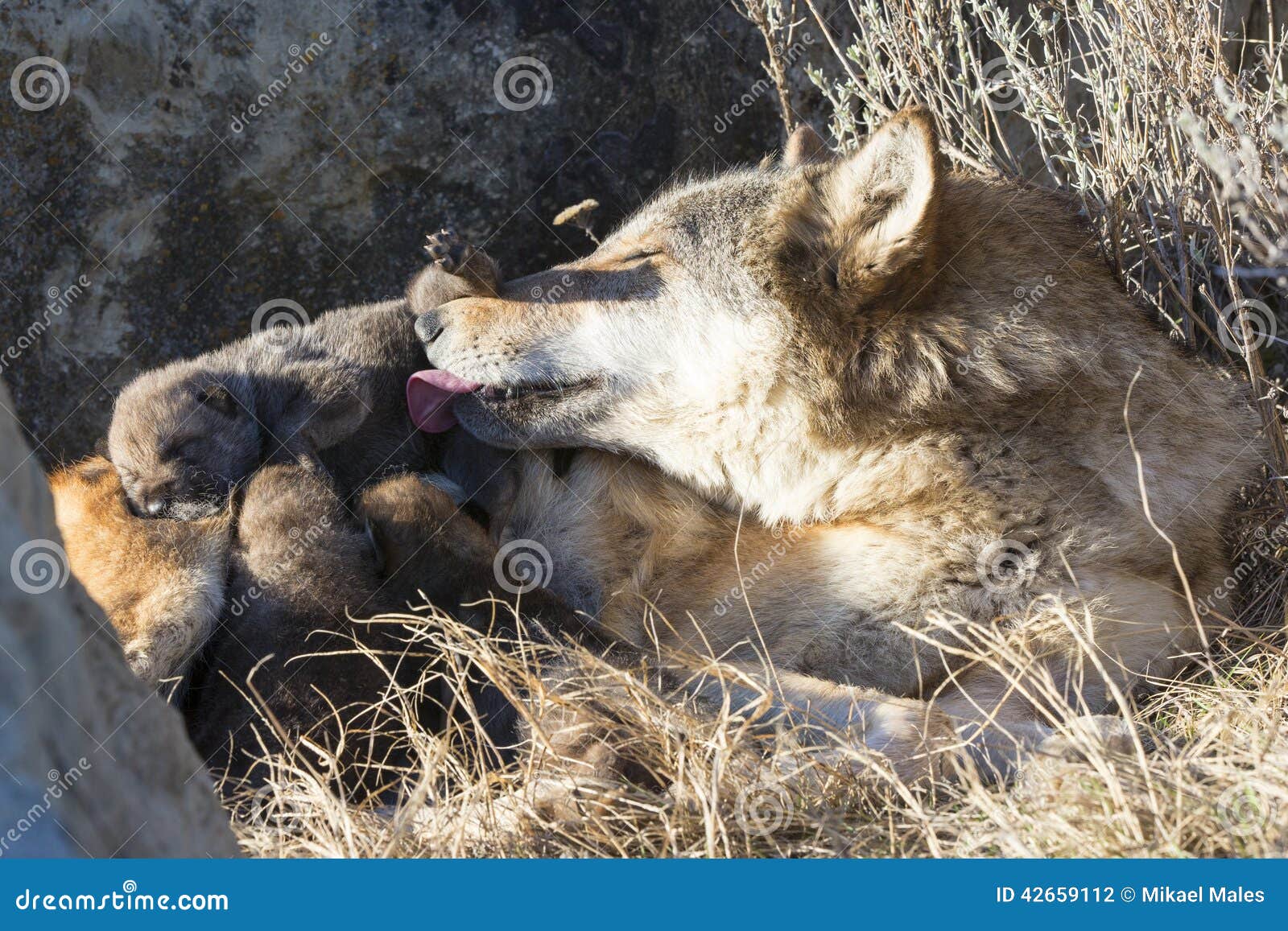 Timber Wolf with Pups Drinking Milk Stock Photo - Image of babies ...