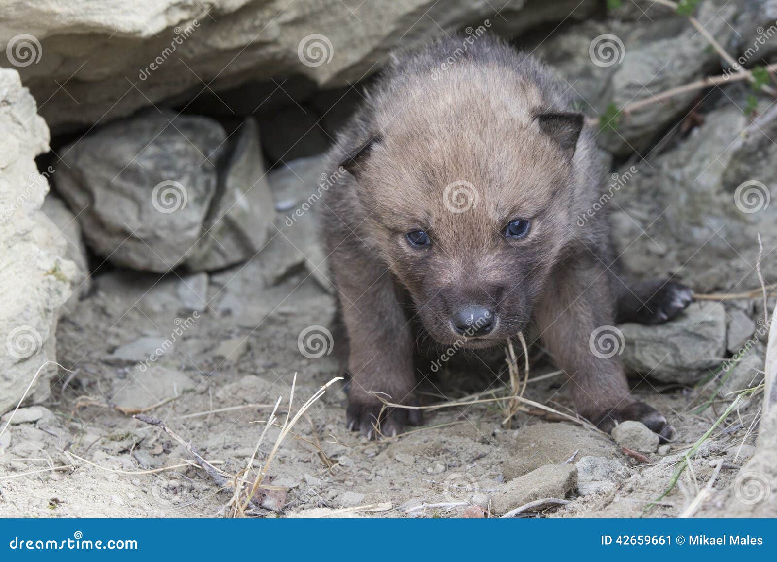 Timber Wolf Pups First Steps Stock Image - Image of babies, mother ...