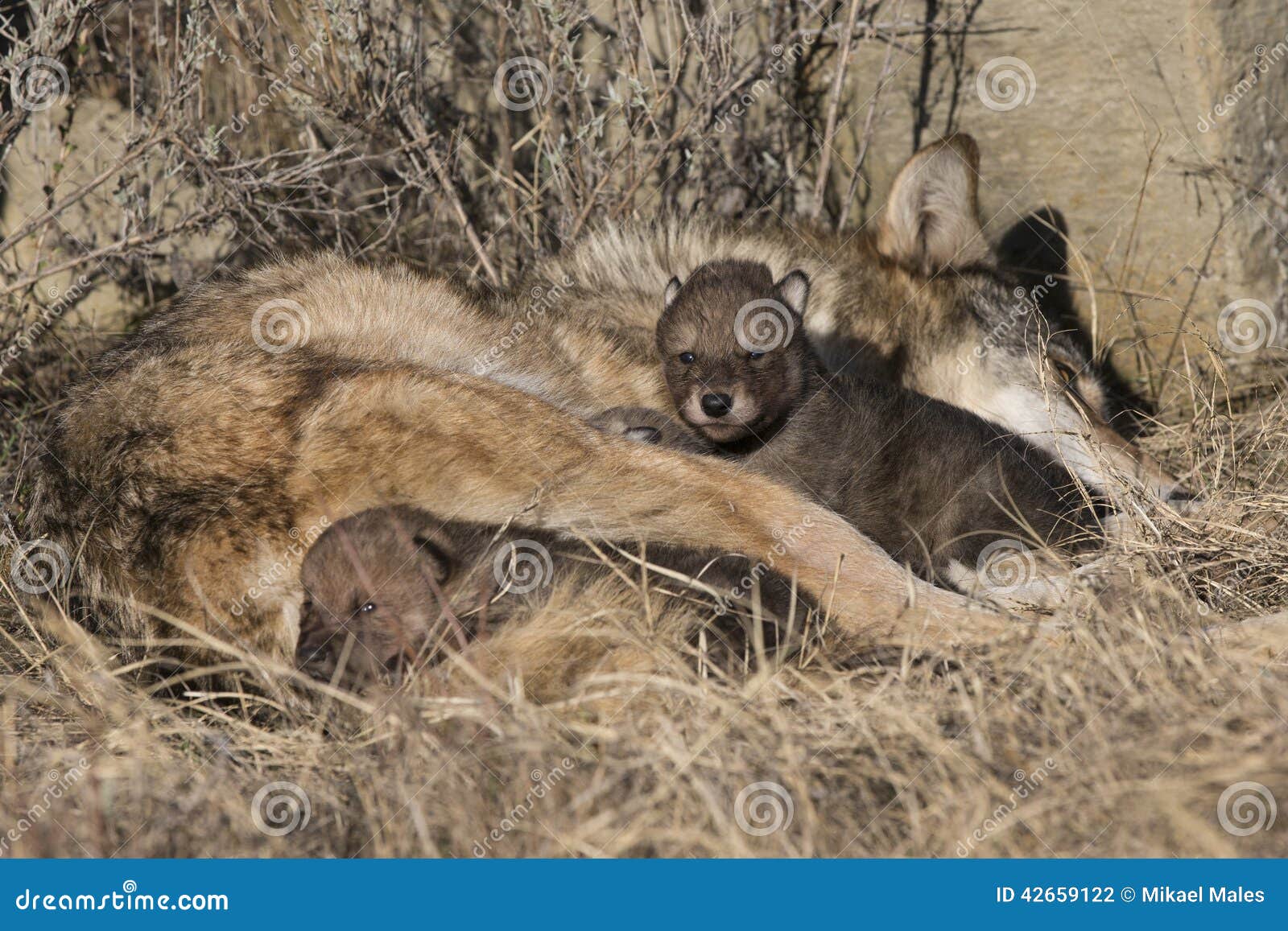 Timber wolf with pups stock photo. Image of nipple, nature - 42659122