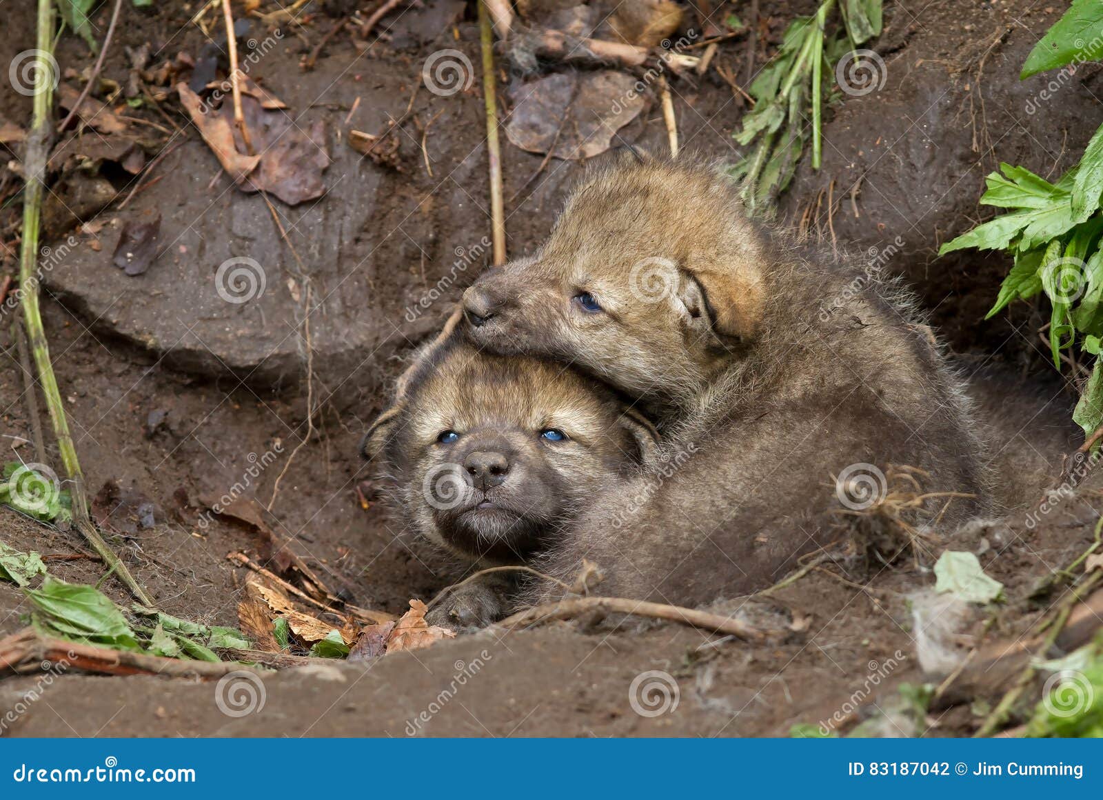 Timber Wolf or Grey Wolf (Canis Lupus) Pups Playing Near Their Den in ...