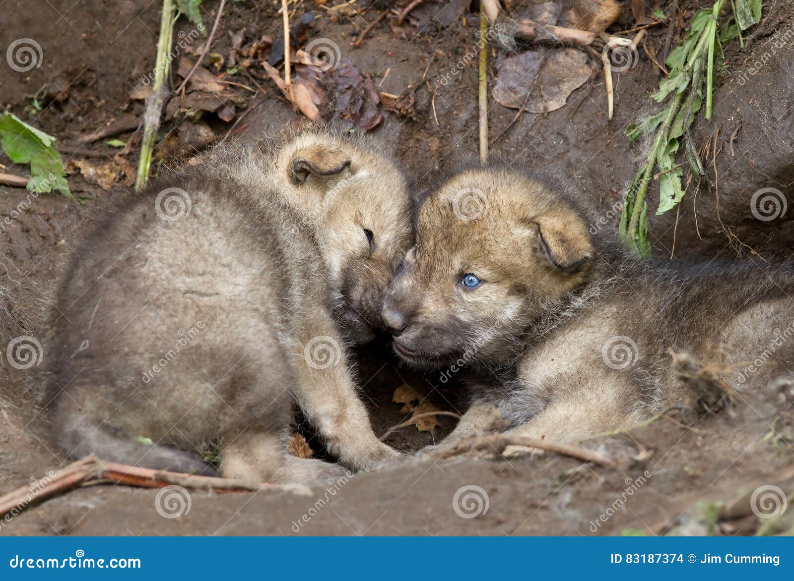 Timber Wolf or Grey Wolf (Canis Lupus) Pups Playing Near Their Den in ...