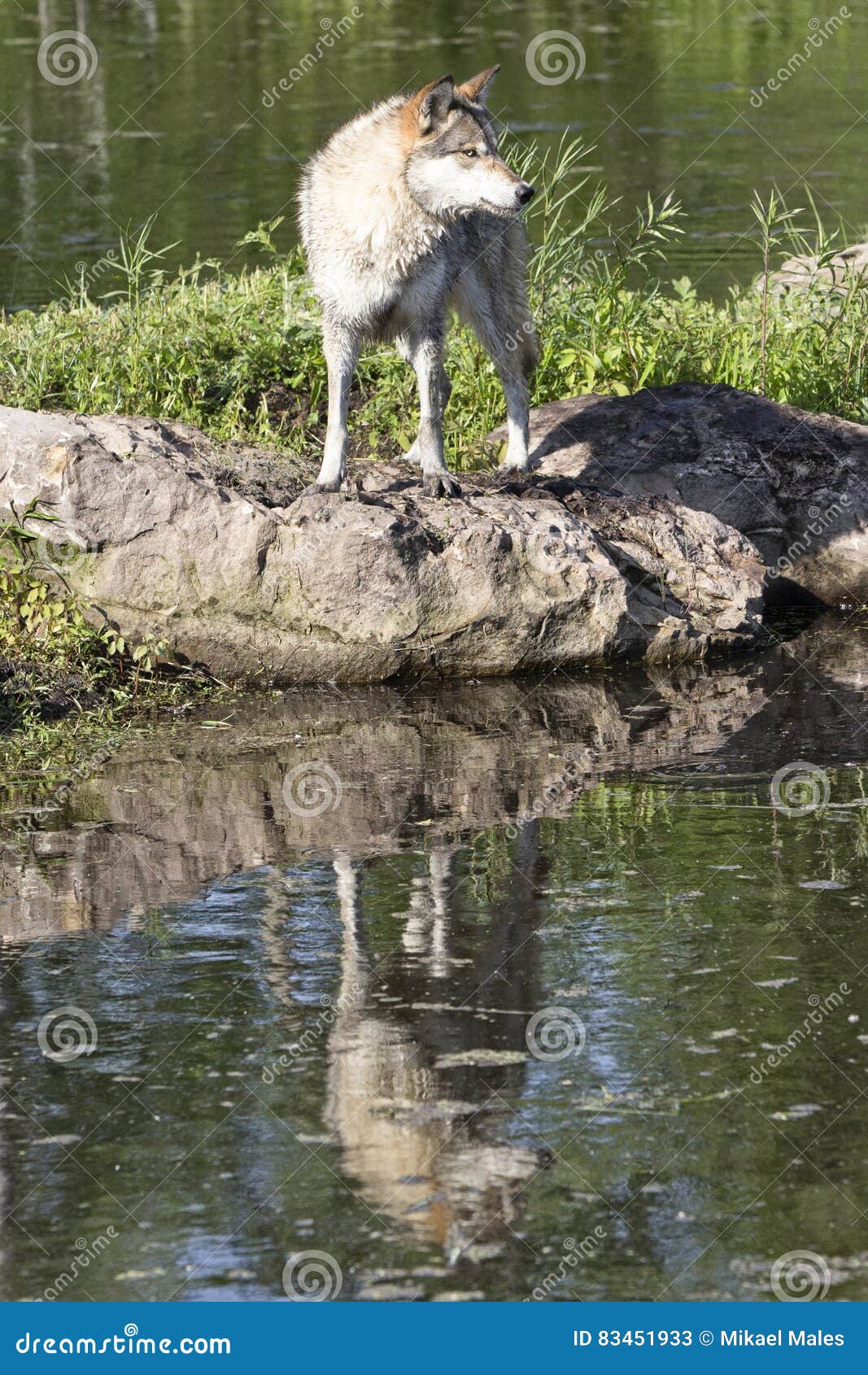 Timber Wolf Reflection in Water Stock Image - Image of black, grey ...