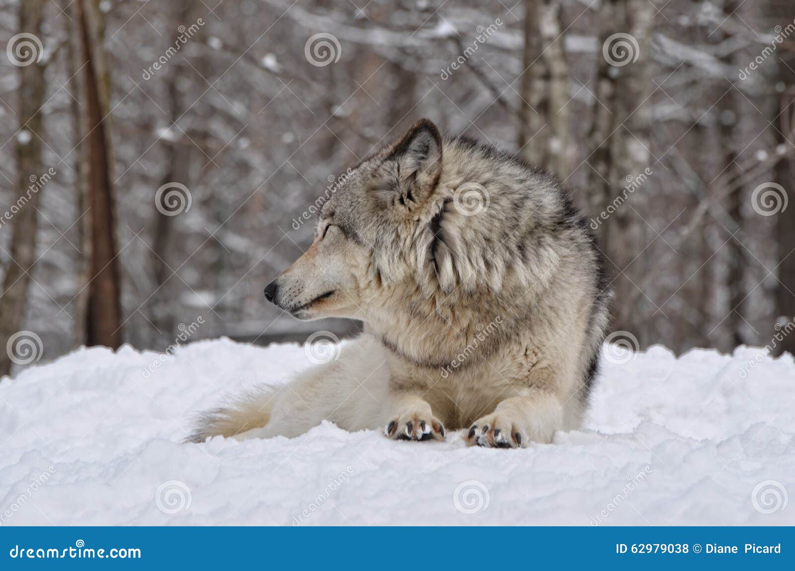 Timber Wolf stock photo. Image of wolf, winter, grey - 62979038