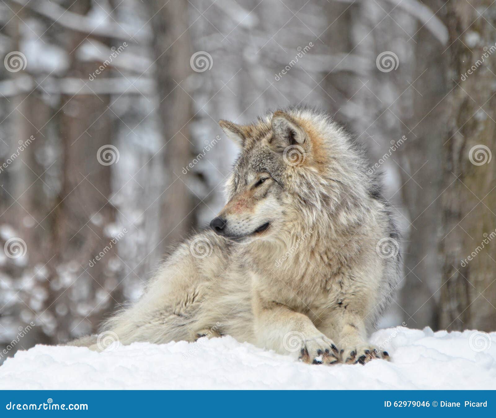 Timber Wolf stock photo. Image of covered, nature, wilderness - 62979046