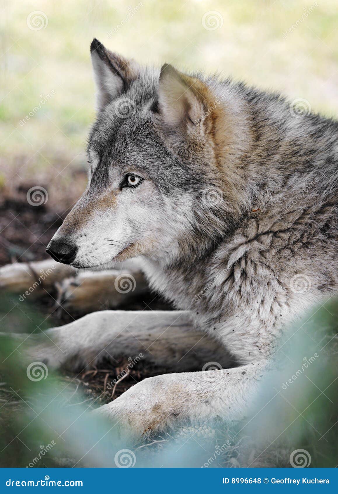 Timber Wolf Rests stock photo. Image of furry, critter - 8996648