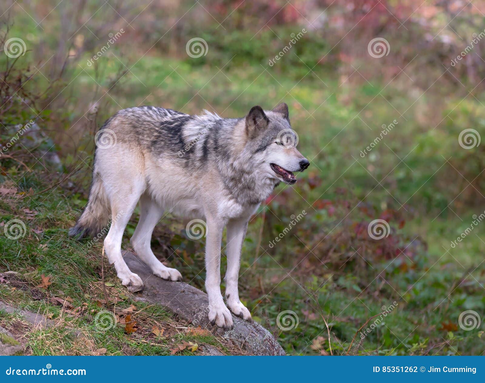 A Lone Timber Wolf or Grey Wolf (Canis Lupus) on a Rocky Cliff on an ...