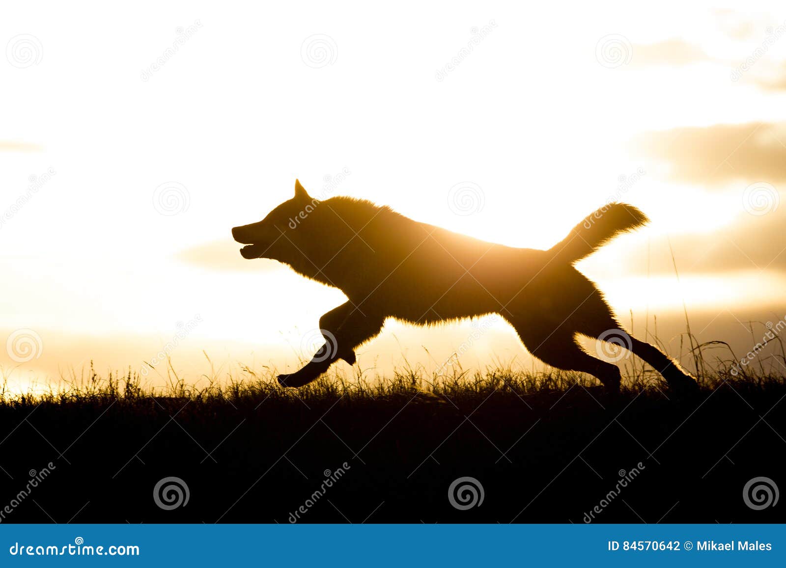 Timber Wolf Running after Elk at Sunset Stock Photo - Image of lupus ...