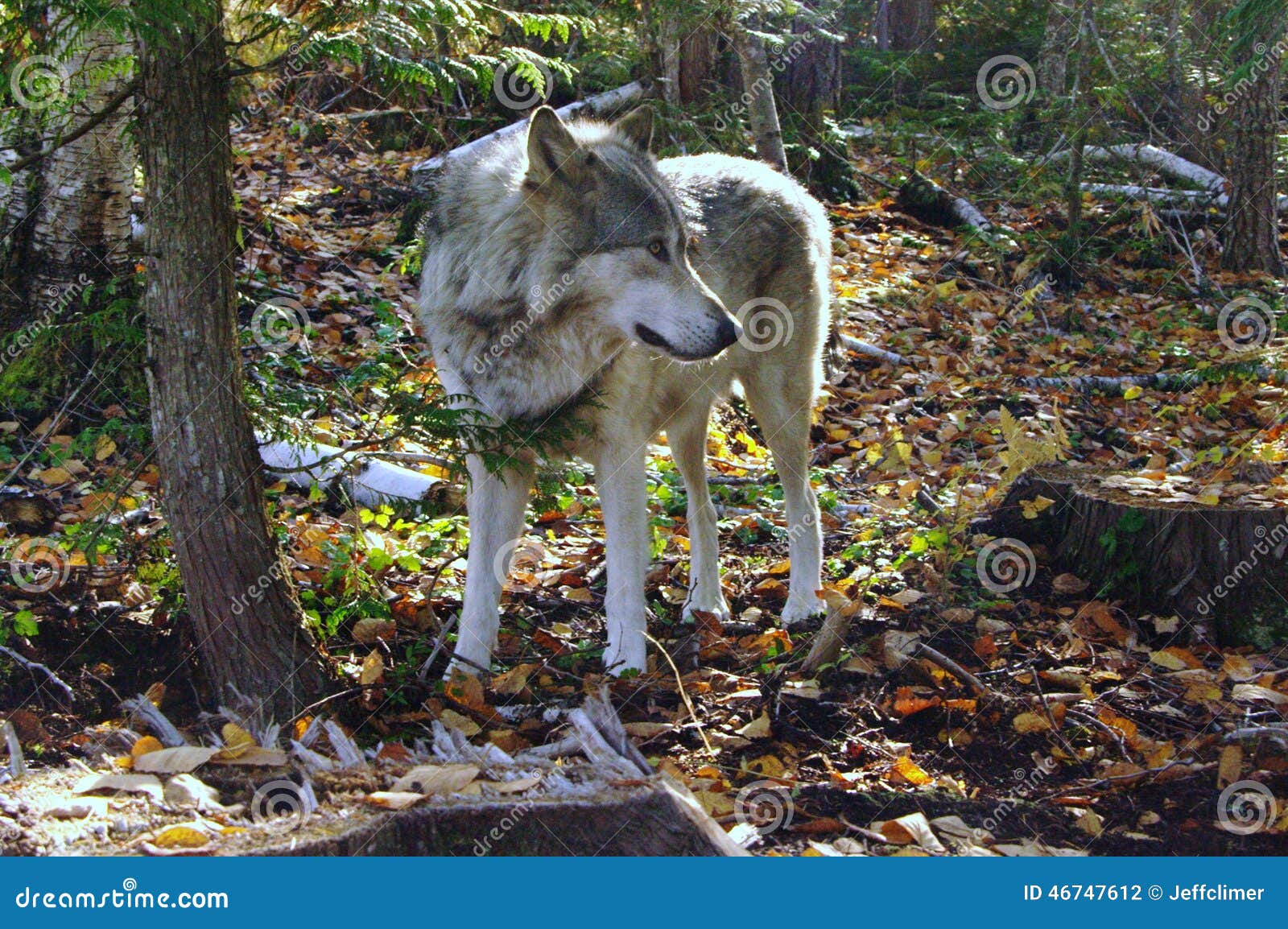 Timber wolf stock photo. Image of wolves, wildlife, teeth - 46747612