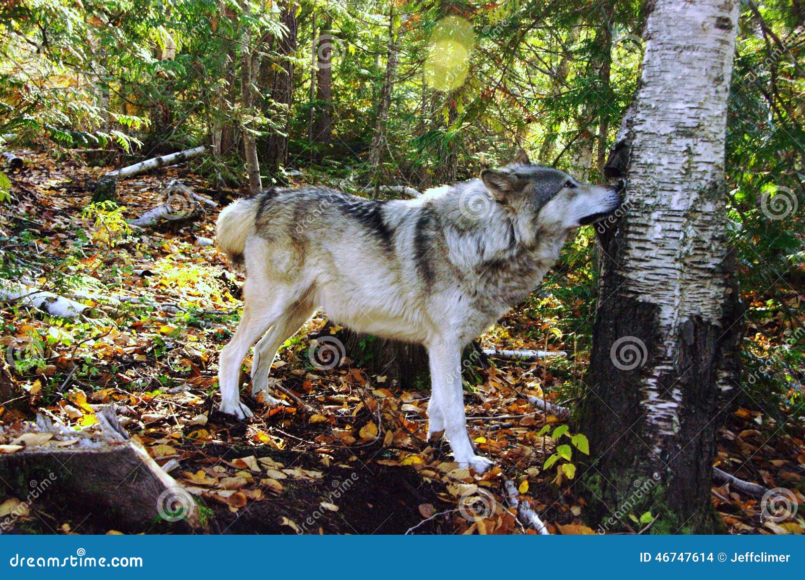 Timber wolf stock photo. Image of tails, forest, trees - 46747614