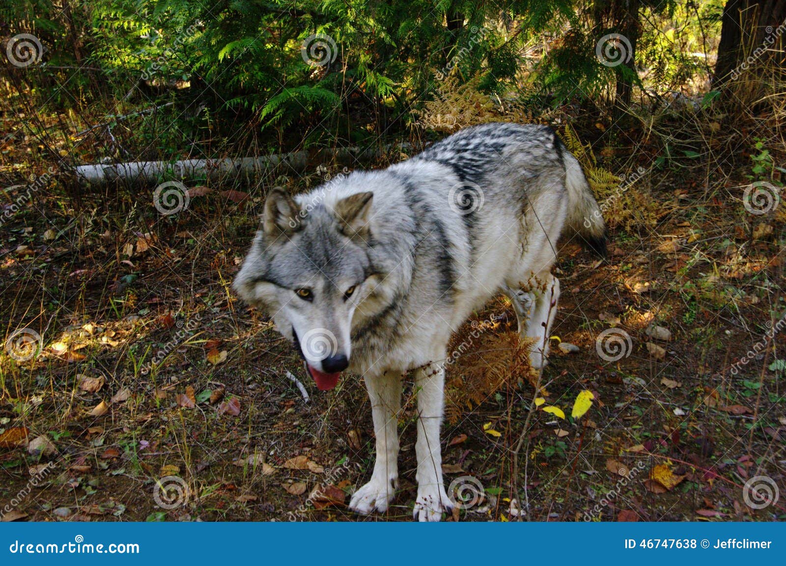 Timber wolf stock photo. Image of ctreaters, teeth, forest - 46747638