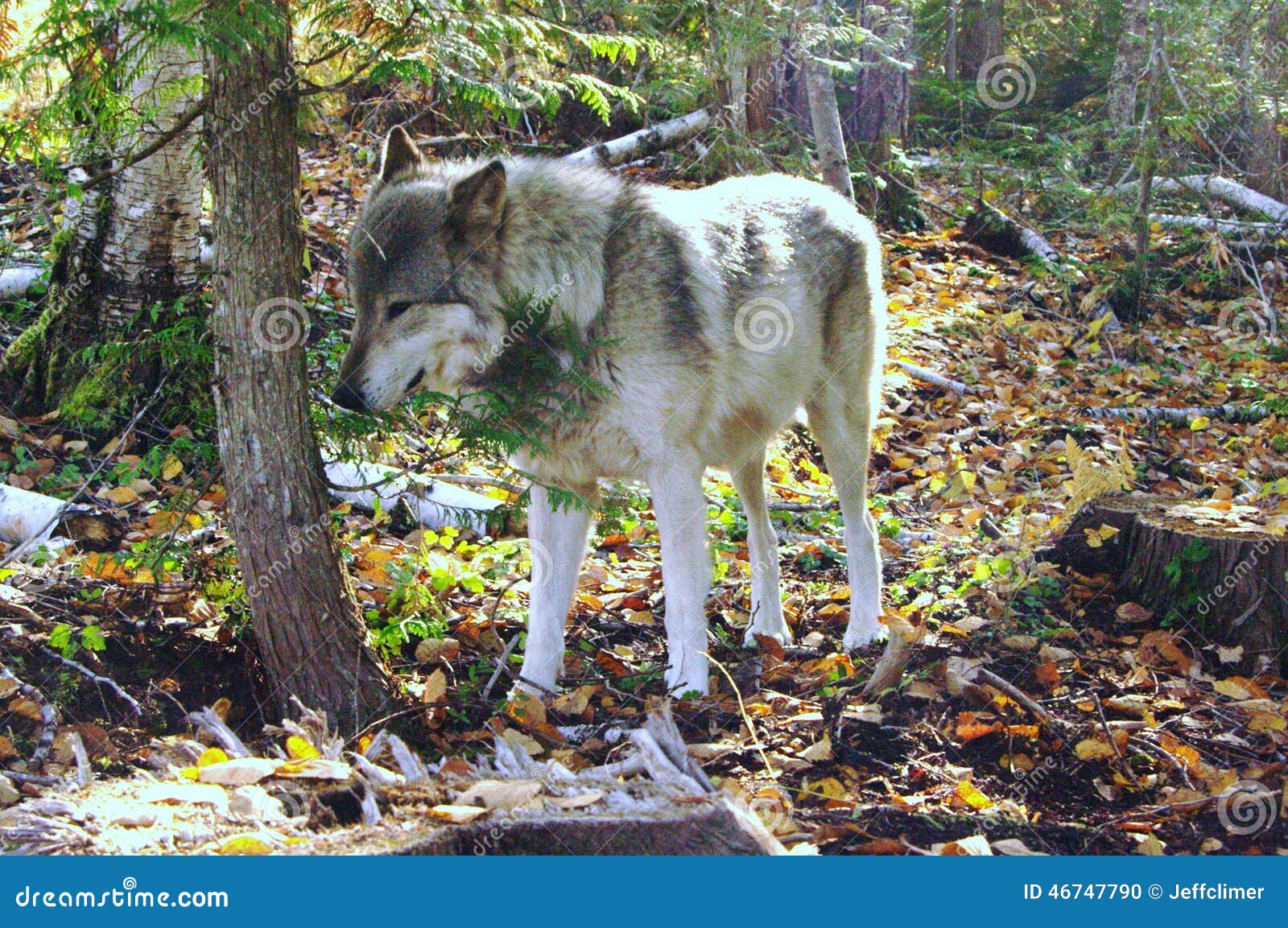 Timber wolf stock photo. Image of path, wolves, wolf - 46747790