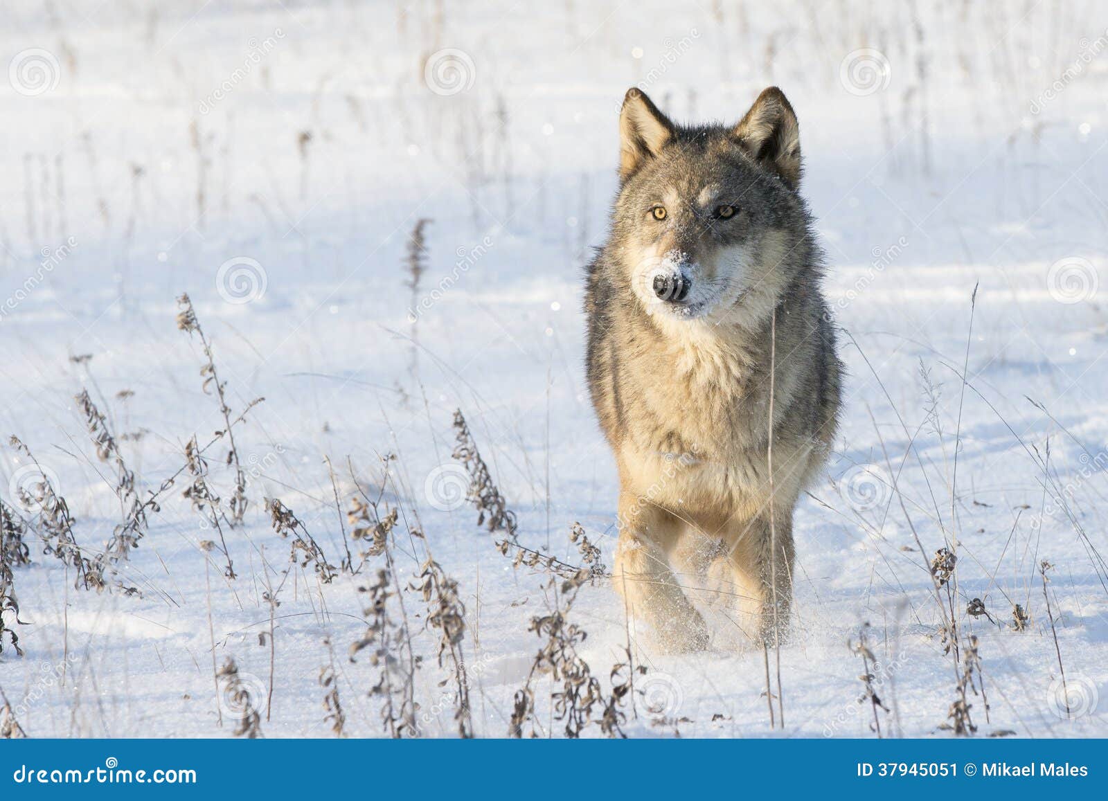 Timber Wolf Running in Snow Stock Image - Image of marking, america ...